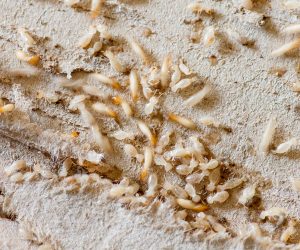 Termite Control and Treatment in Virginia, Maryland, Washington, D.C.