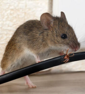 How to Protect Your Electrical Wiring from Mice and Rats | Alexandria ...